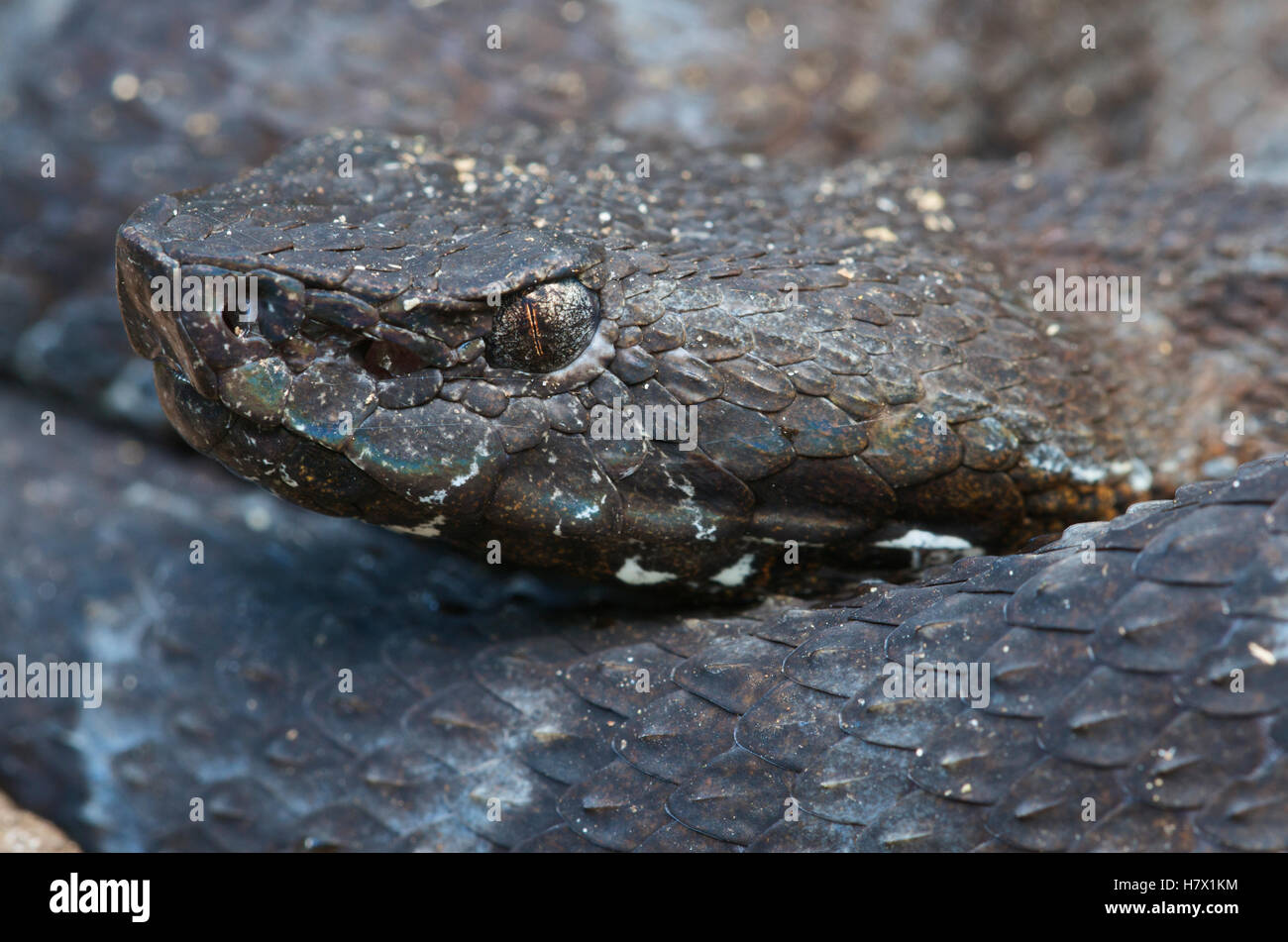 Ecuadorian Toad-headed Pit-viper (Bothrocophias campbelli), Andes, Ecuador Stock Photo - Alamy