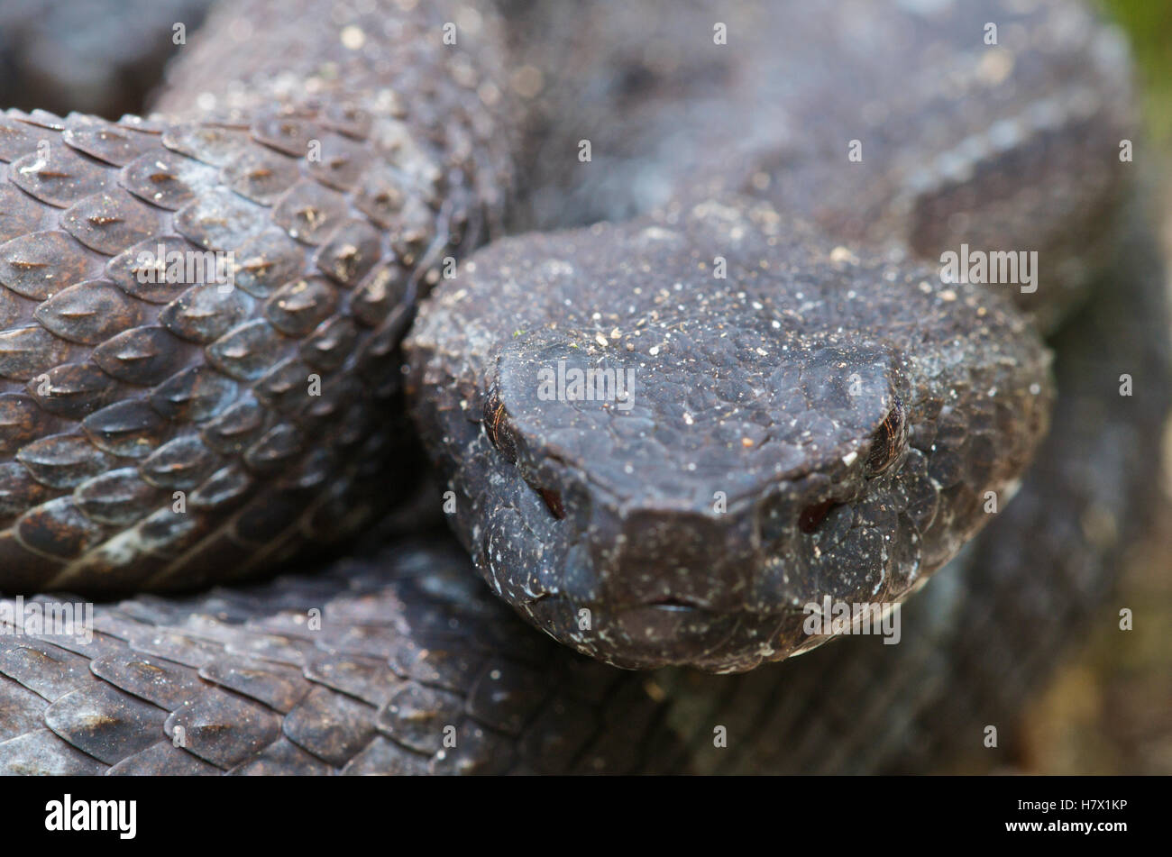 Ecuadorian Toad-headed Pit-viper (Bothrocophias campbelli), Andes ...