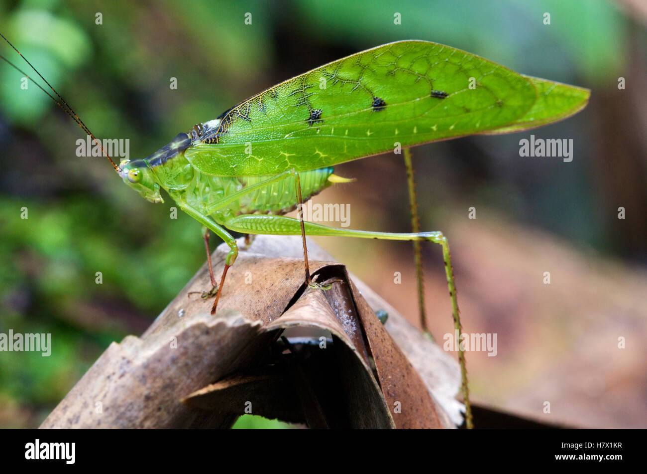 Katydid (Tettigoniidae), Andes, Ecuador Stock Photo - Alamy