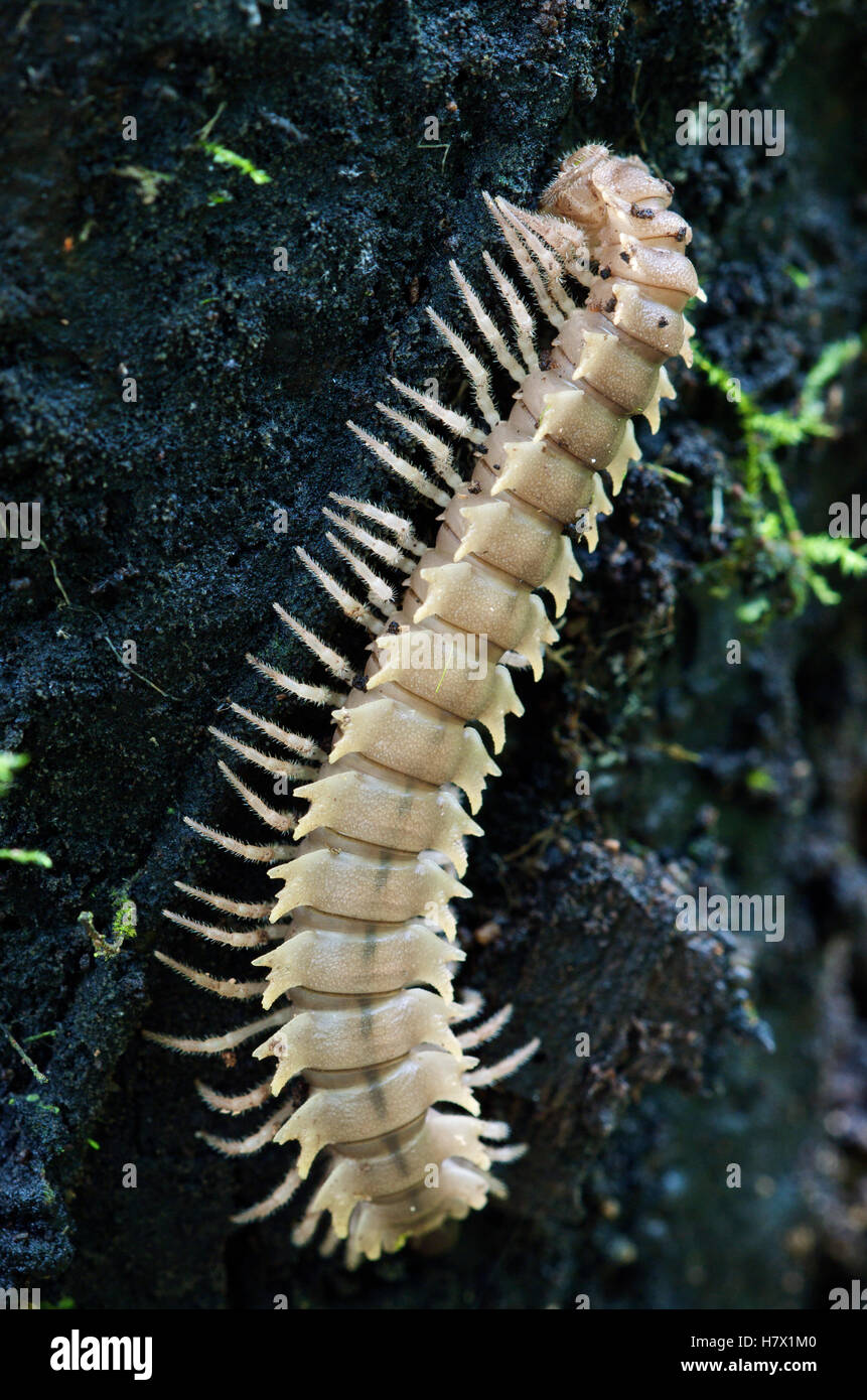 Millipede, Andes, Ecuador Stock Photo - Alamy