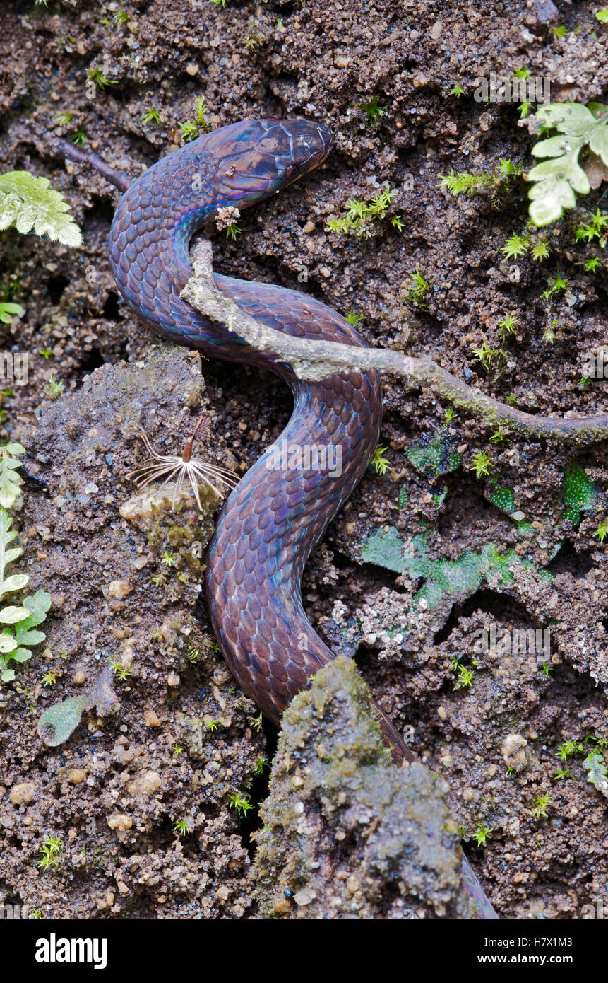 Ground Snake (Atractus sp), Andes, Ecuador Stock Photo - Alamy