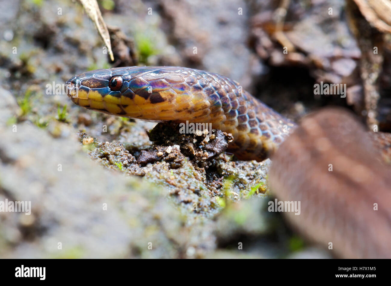 Ground Snake (Atractus sp), Andes, Ecuador Stock Photo - Alamy