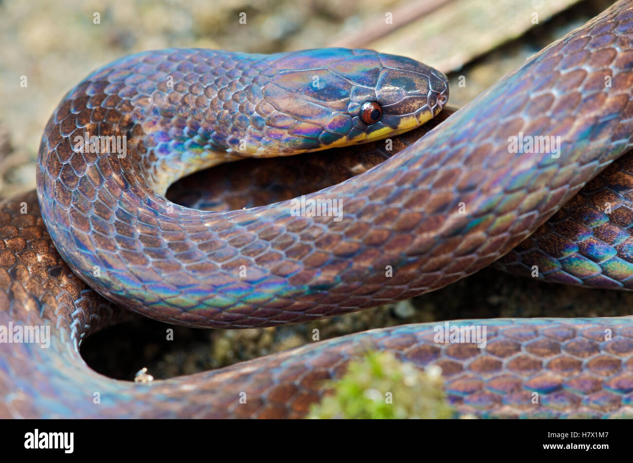 Ground Snake (Atractus sp), Andes, Ecuador Stock Photo - Alamy