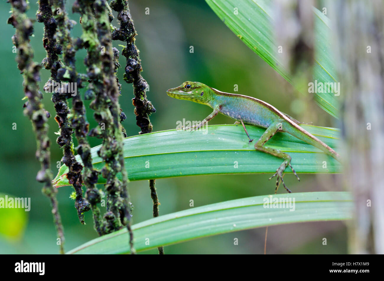 O'Shaughnessy's Anole (Anolis gemmosus) female, Andes, Ecuador Stock ...