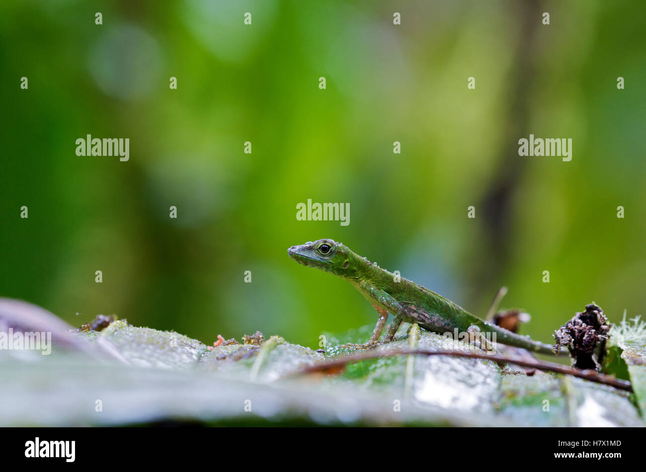 O'Shaughnessy's Anole (Anolis gemmosus) female, Andes, Ecuador Stock ...