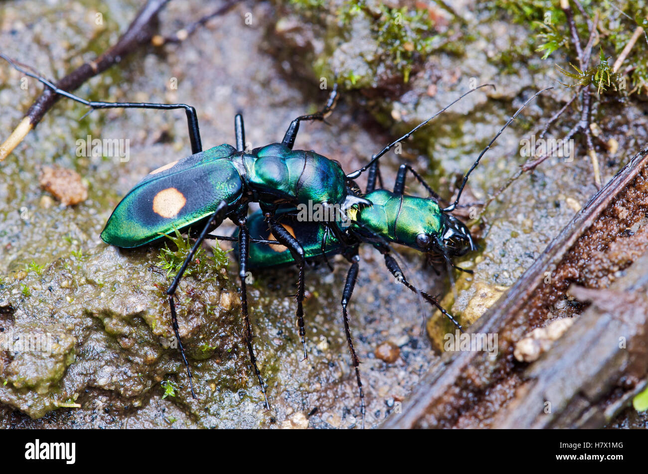 Tiger Beetle (Pseudoxycheila tarsalis) couple mating, Andes, Ecuador Stock Photo - Alamy