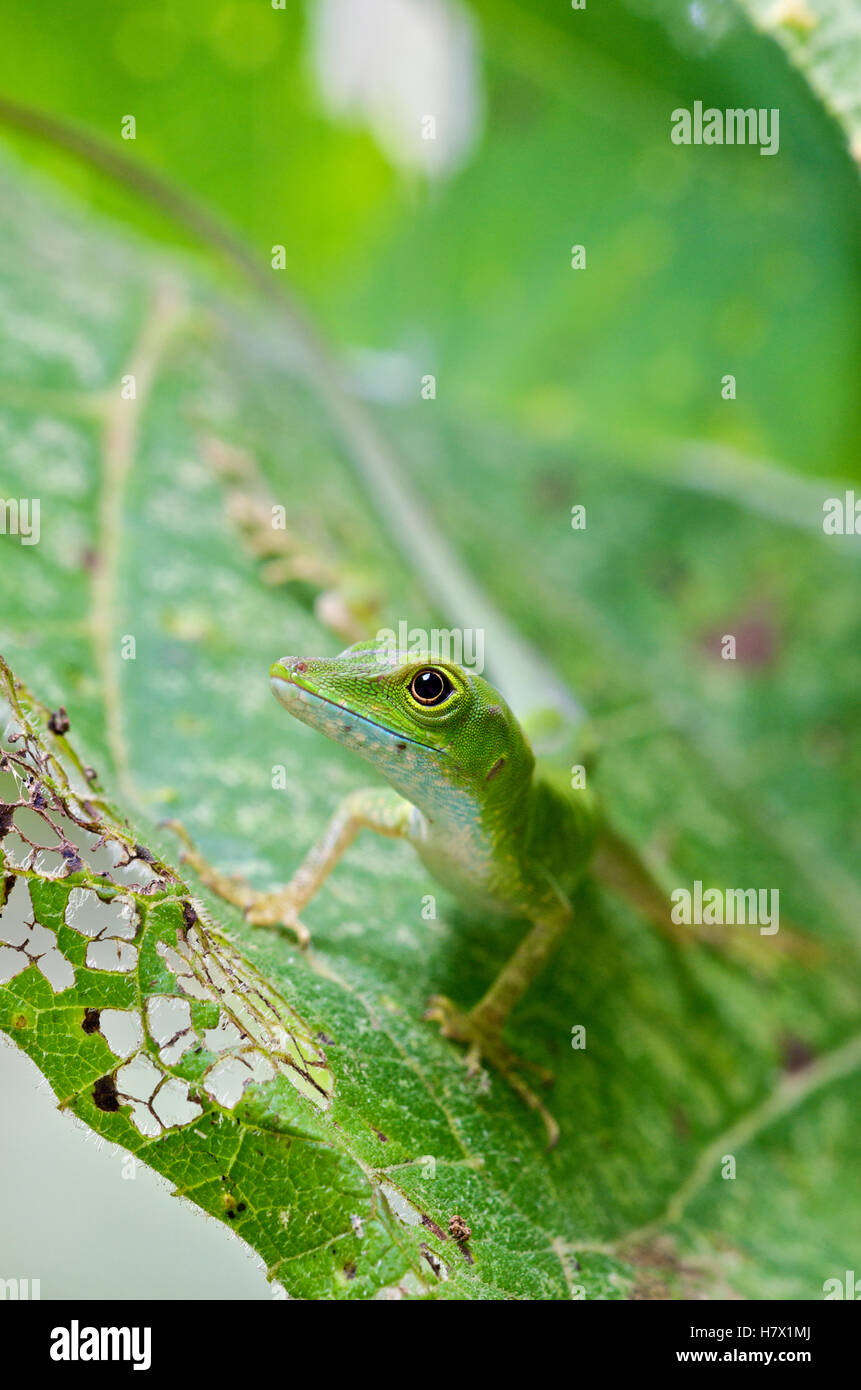 O'Shaughnessy's Anole (Anolis gemmosus) female, Andes, Ecuador Stock ...