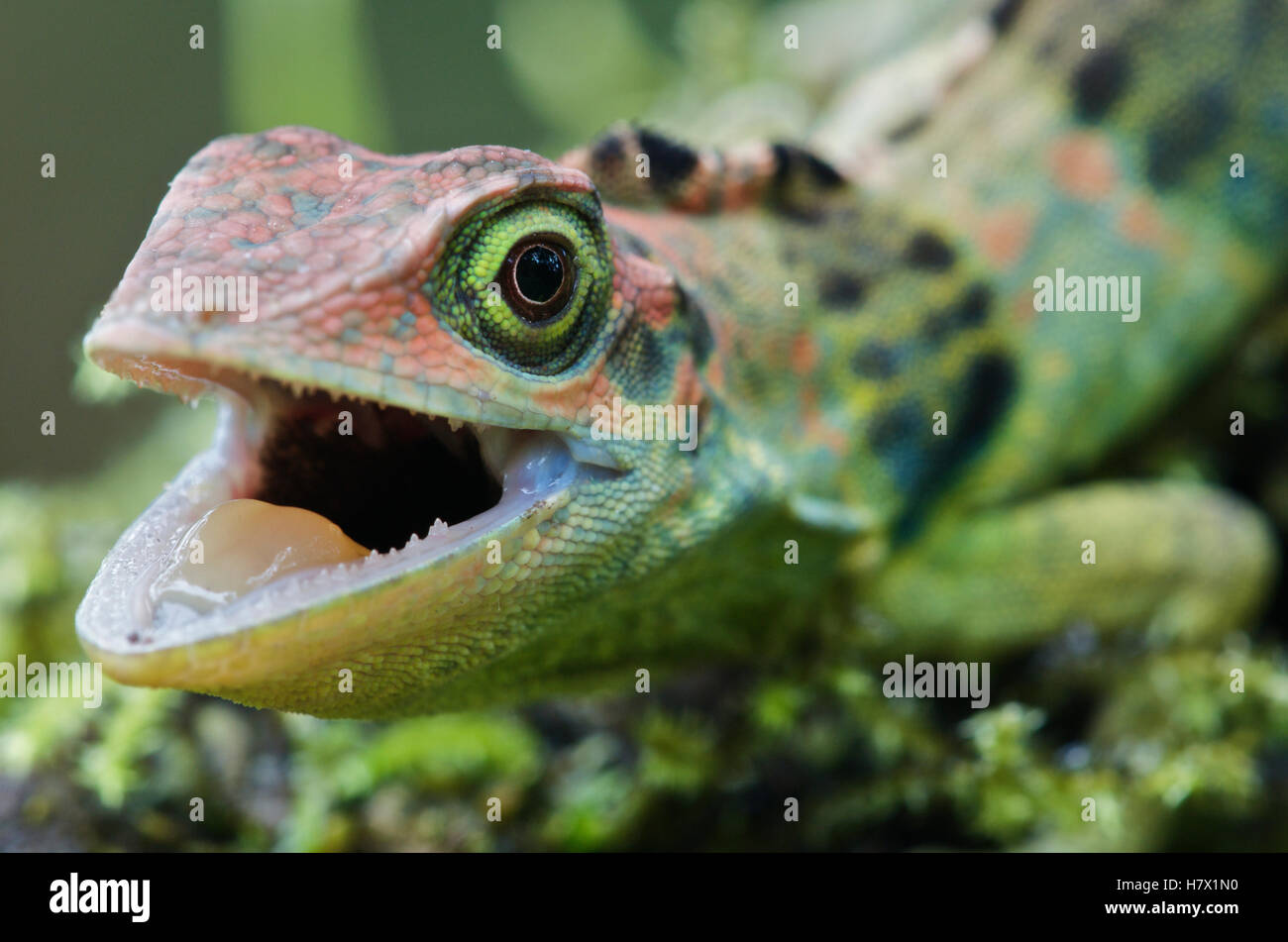 Fraser's Anole (Anolis fraseri) male in defensive posture, Andes ...