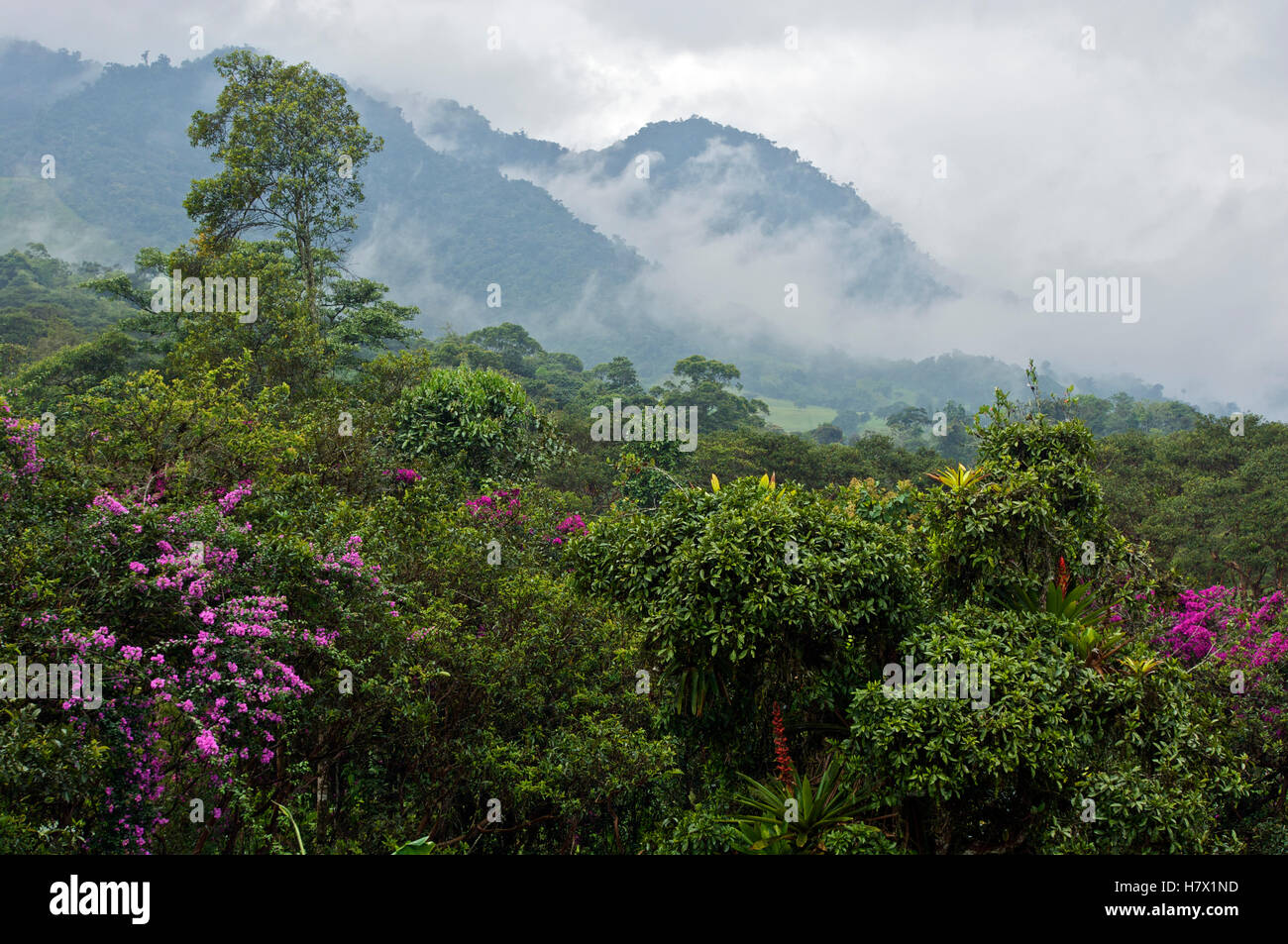 Cloud forest, Andes, Ecuador Stock Photo - Alamy