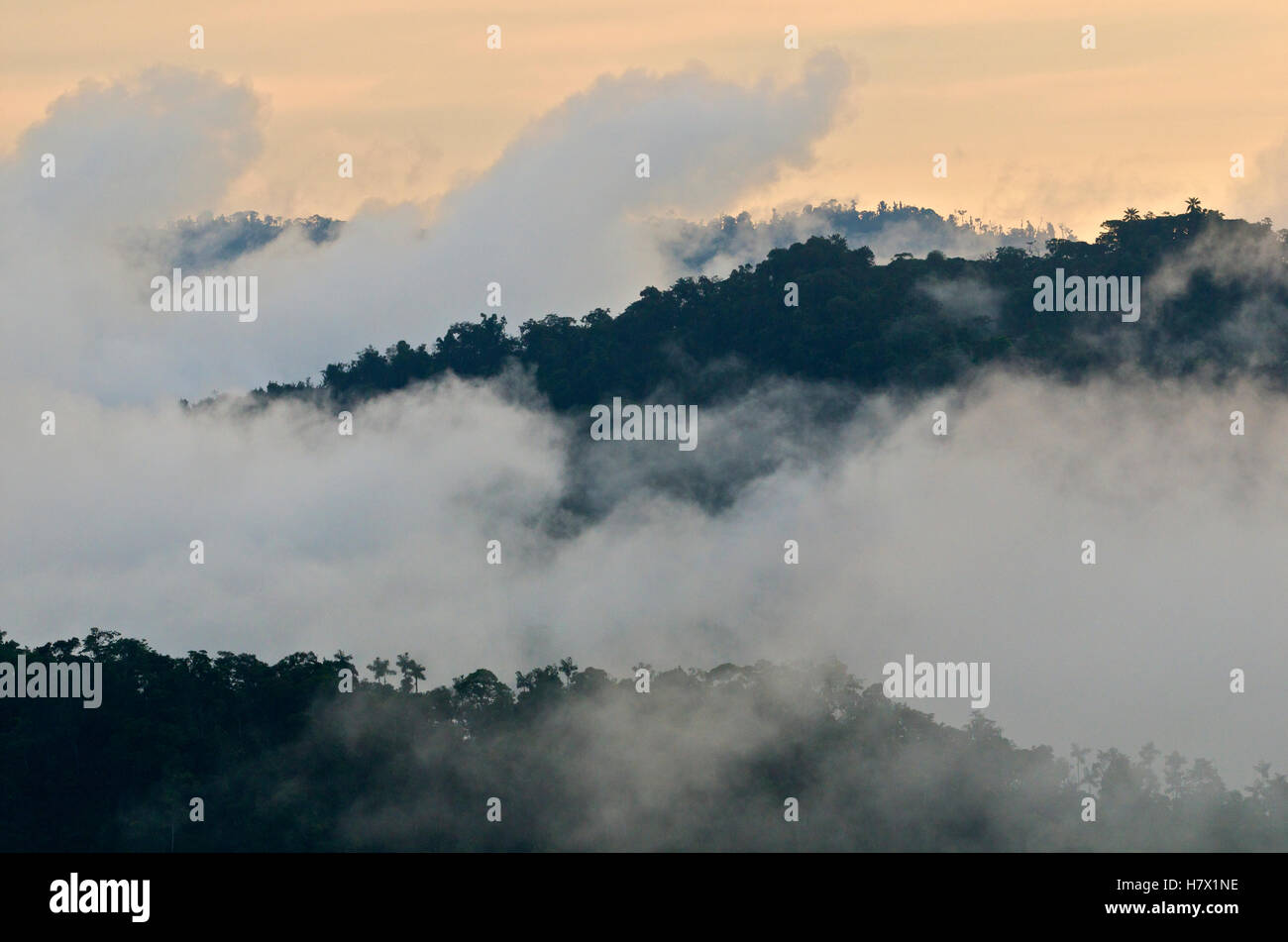 Cloud forest, Andes, Ecuador Stock Photo - Alamy