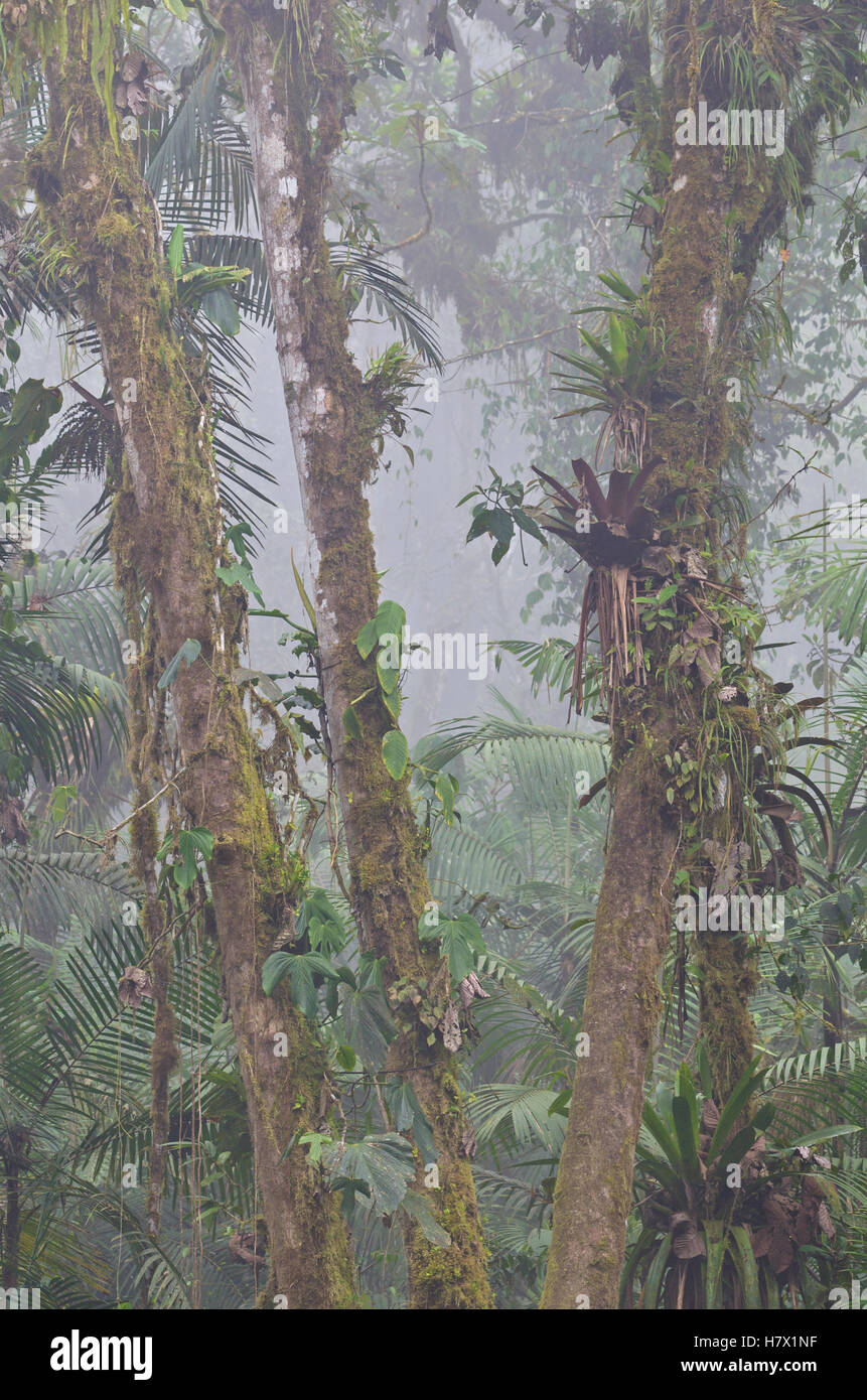Cloud forest, Andes, Ecuador Stock Photo - Alamy