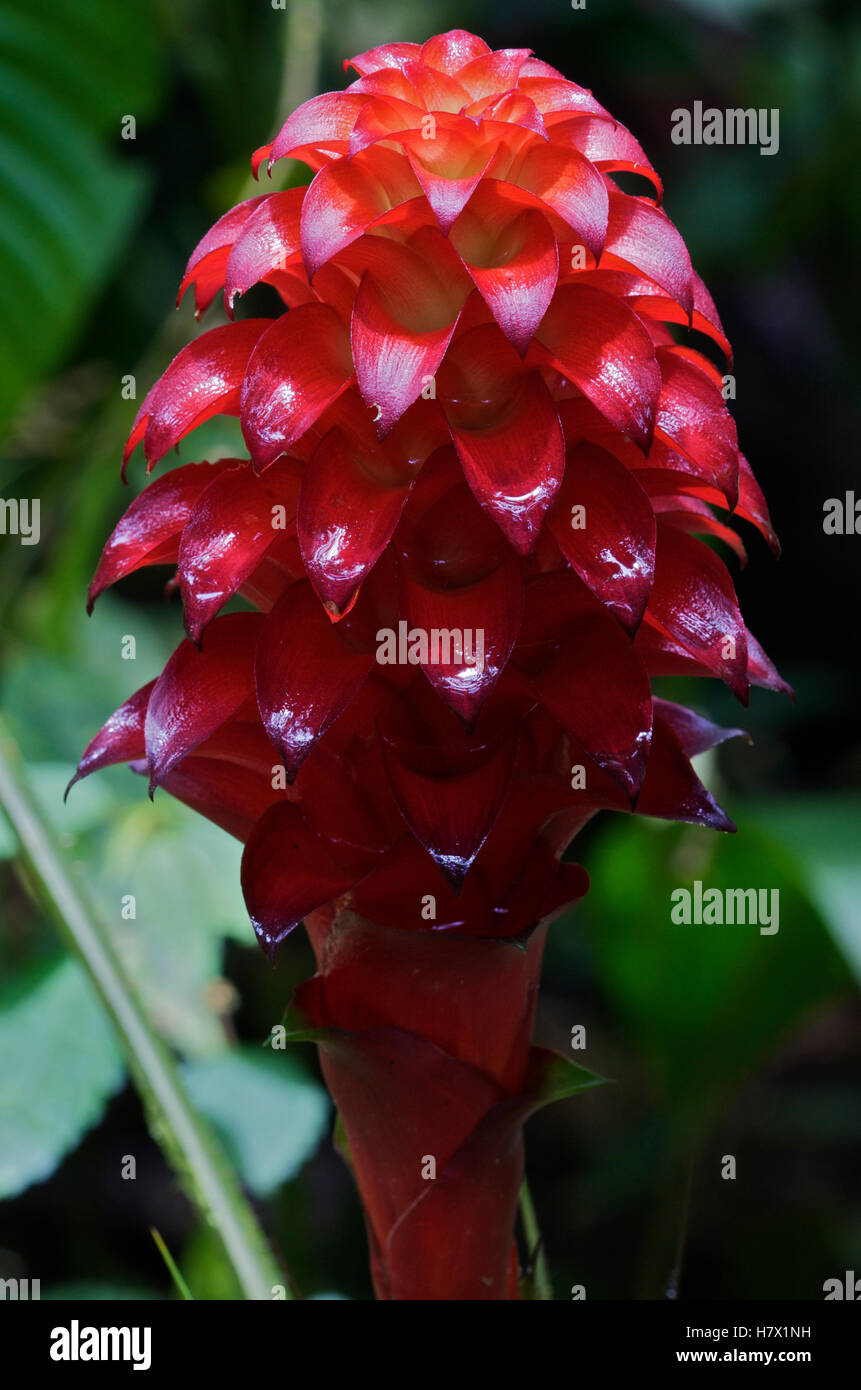 Bromeliad (Pitcairnia sp) red flower, Andes, Ecuador Stock Photo - Alamy