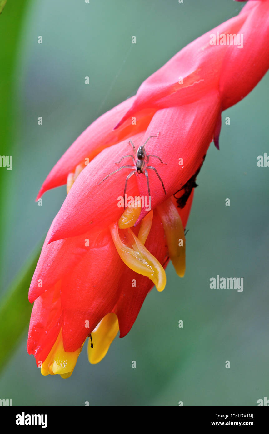 Bromeliad (Bromeliaceae) flower and spider, Andes, Ecuador Stock Photo ...