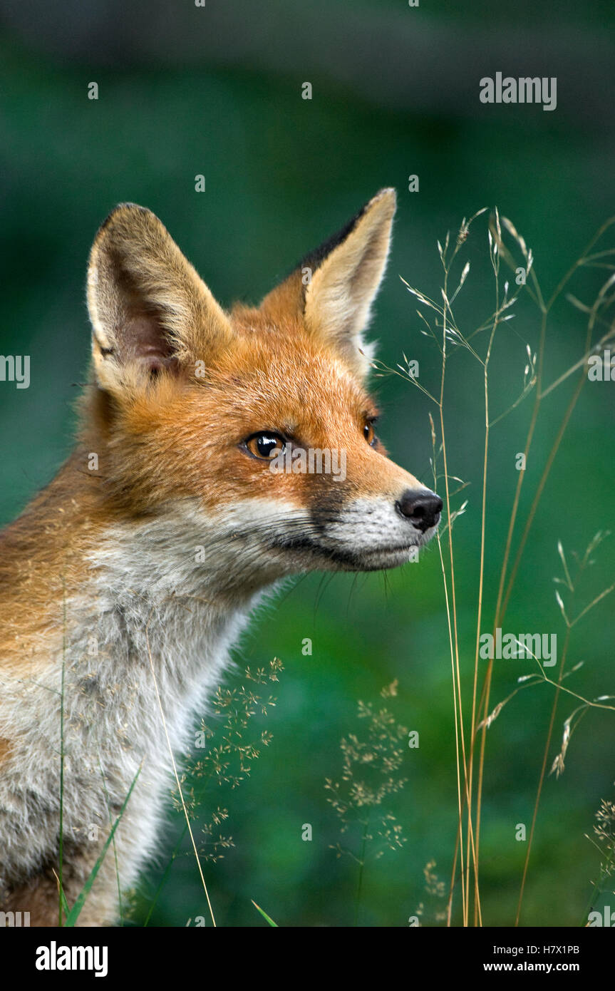 Red Fox (Vulpes vulpes), Hoge Veluwe National Park, Gelderland ...