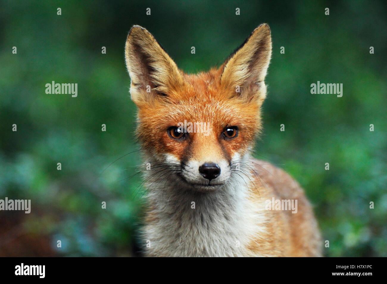 Red Fox (Vulpes vulpes), Hoge Veluwe National Park, Gelderland ...