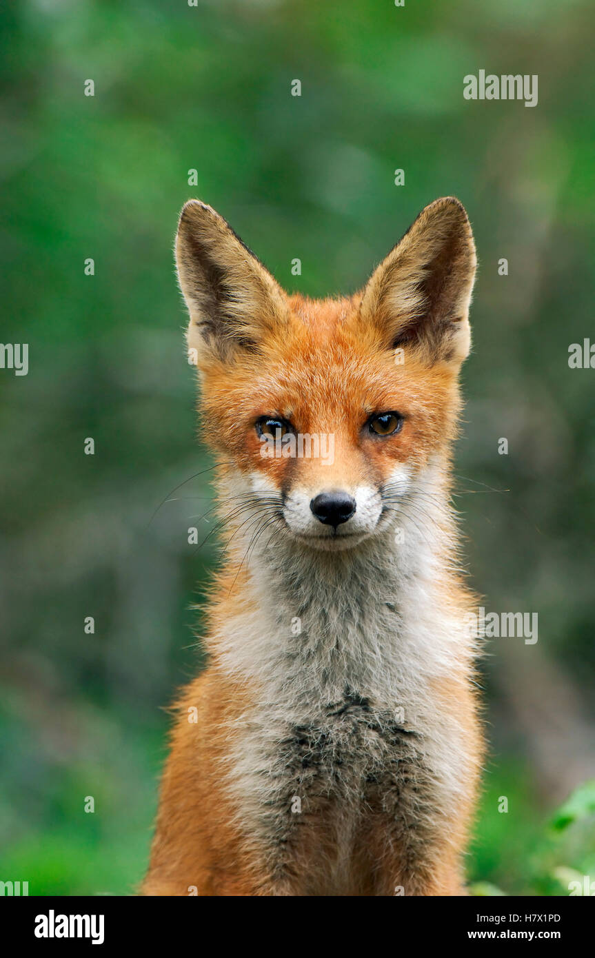 Red Fox (Vulpes vulpes), Hoge Veluwe National Park, Gelderland ...