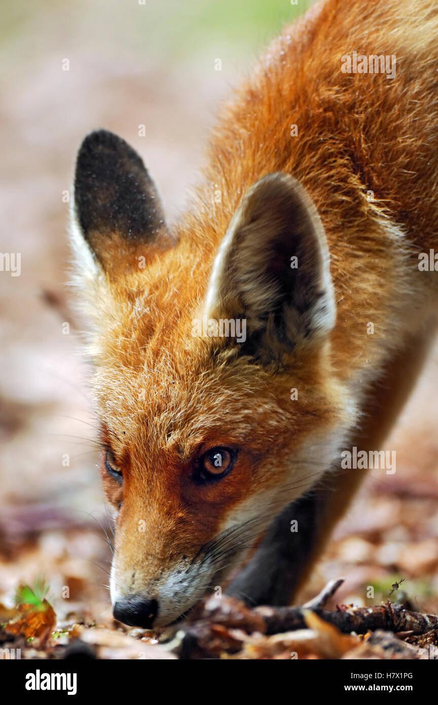 Red Fox (Vulpes vulpes) smelling ground, Hoge Veluwe National Park ...