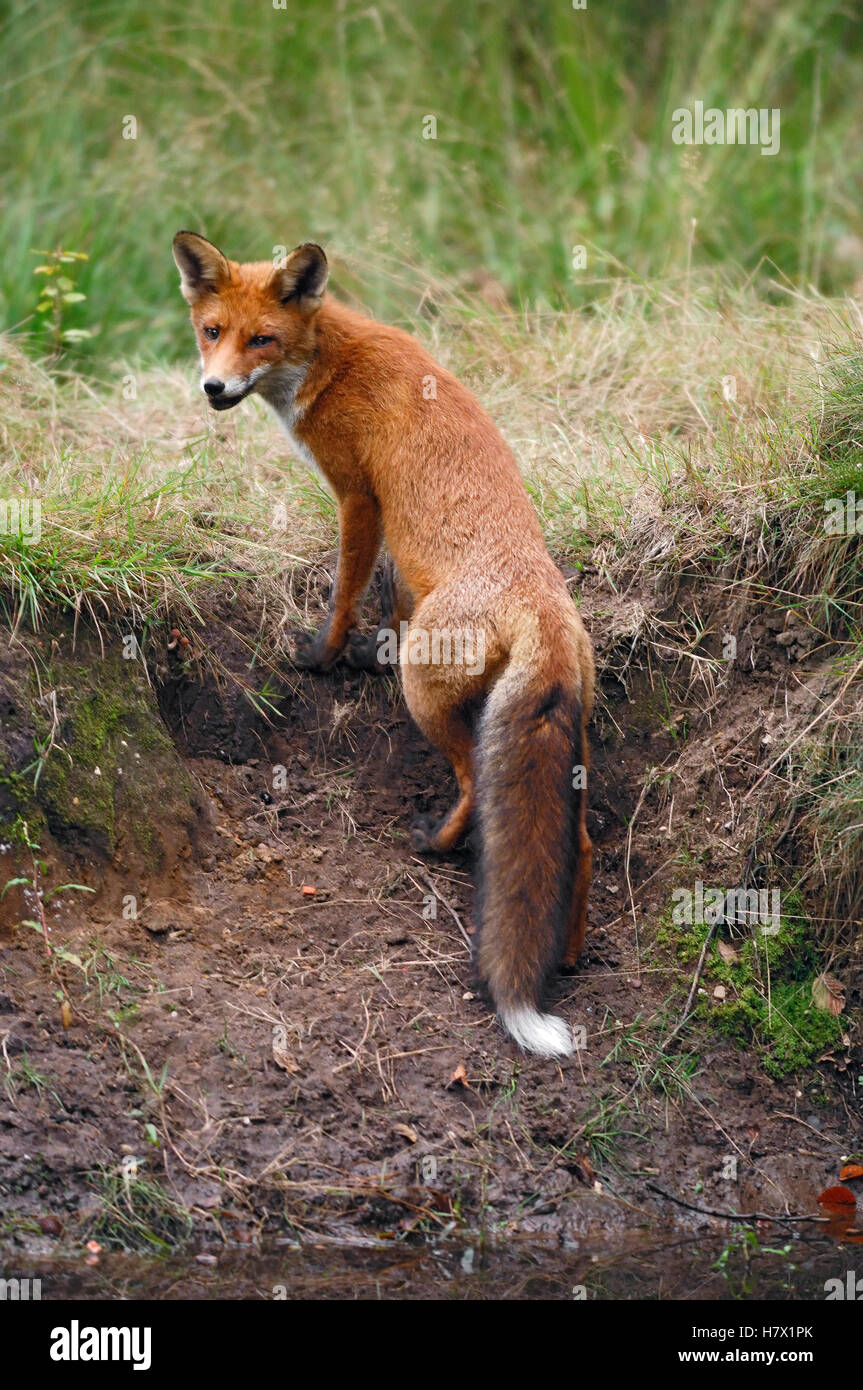 Red Fox (Vulpes vulpes), Hoge Veluwe National Park, Gelderland ...