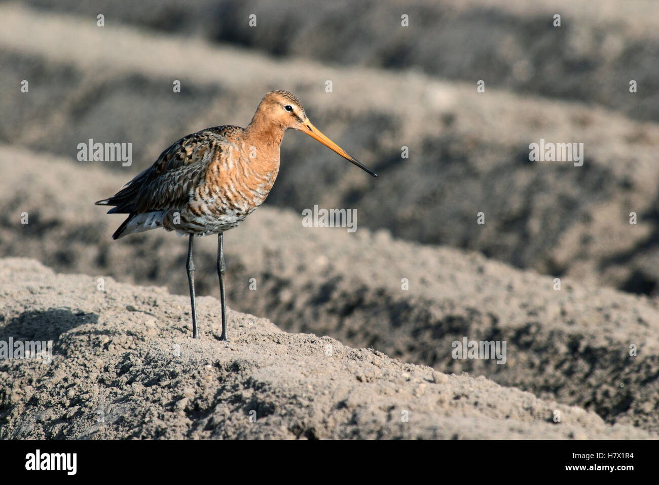 Black-tailed Godwit (Limosa limosa), Texel, Netherlands Stock Photo - Alamy