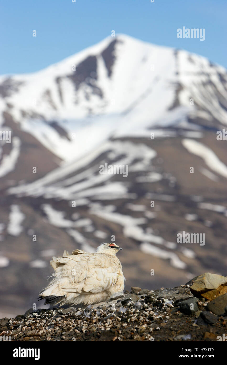 Rock Ptarmigan (Lagopus muta), Svalbard, Norway Stock Photo - Alamy