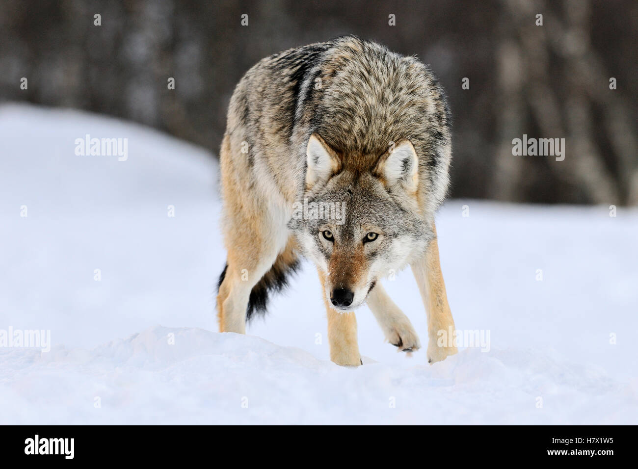 Gray Wolf (Canis lupus) in snow, Norway Stock Photo - Alamy