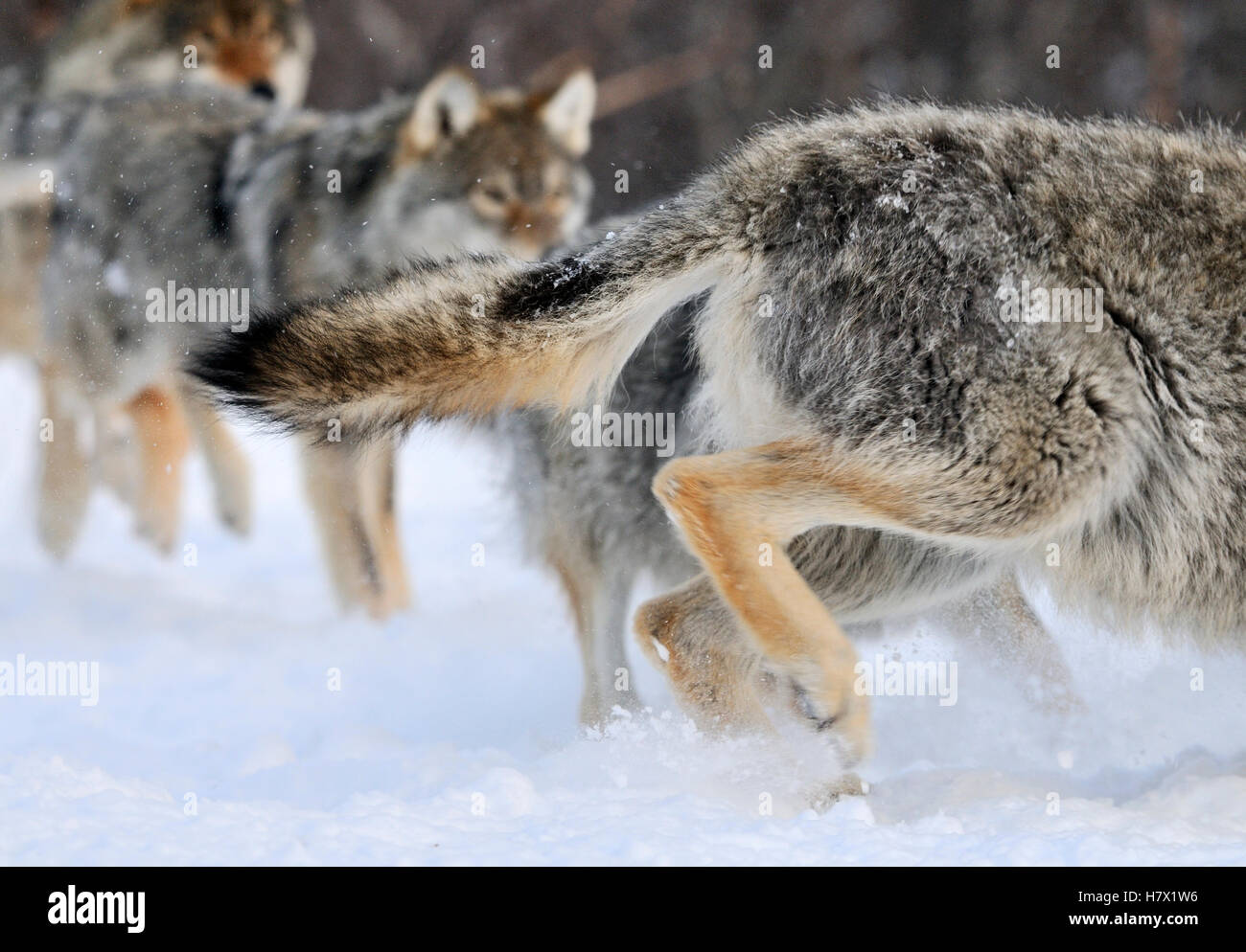 Gray Wolf (Canis lupus) tail, Norway Stock Photo - Alamy