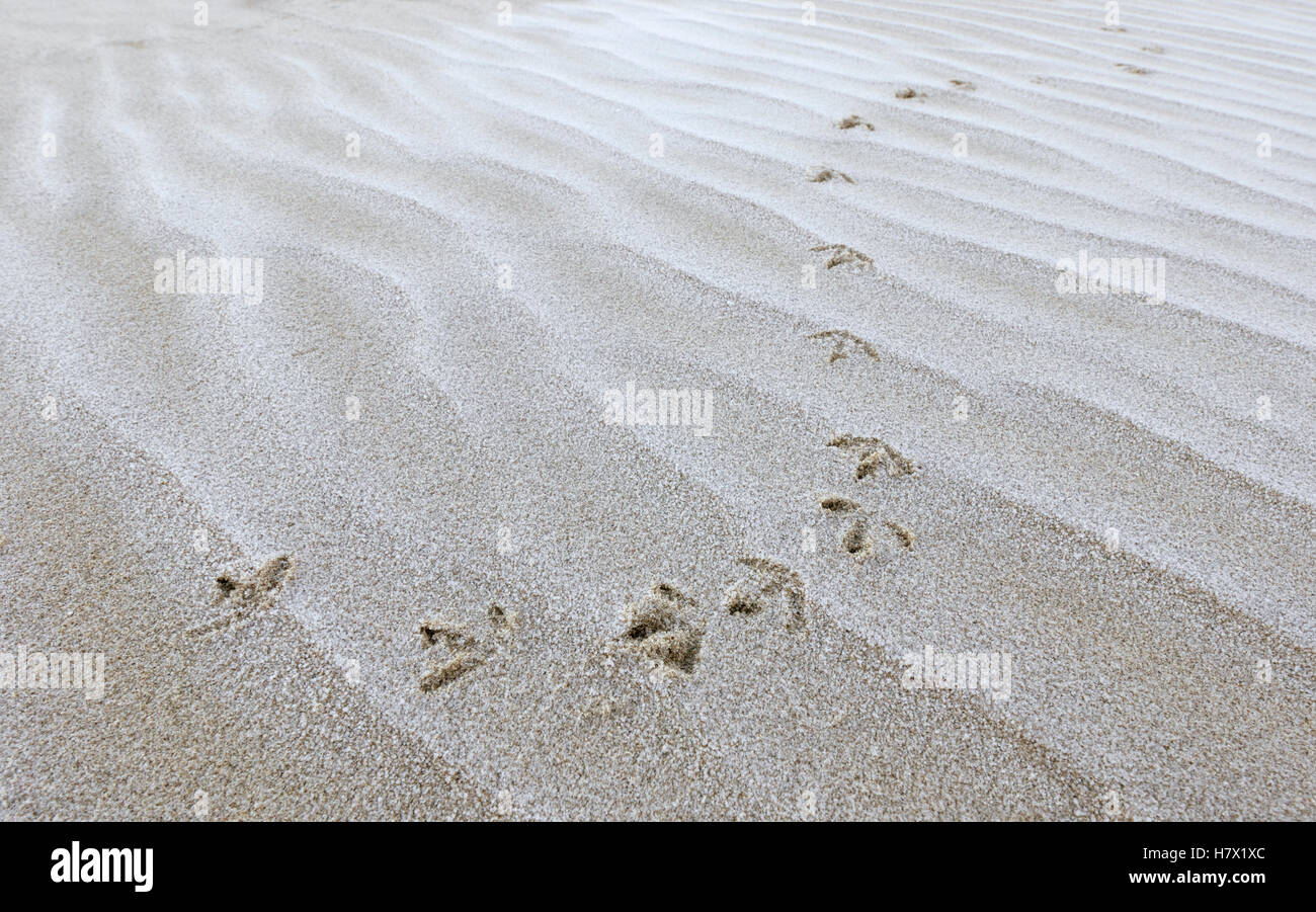 Sanderling (Calidris alba) tracks in the mud, Noord-Holland ...