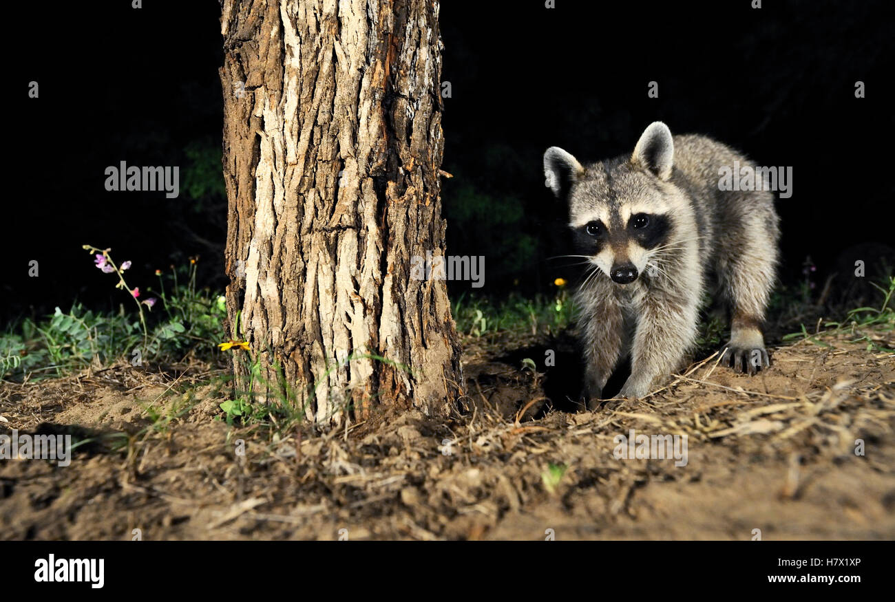 Raccoon (Procyon lotor) digging for grub, George West, Texas Stock ...