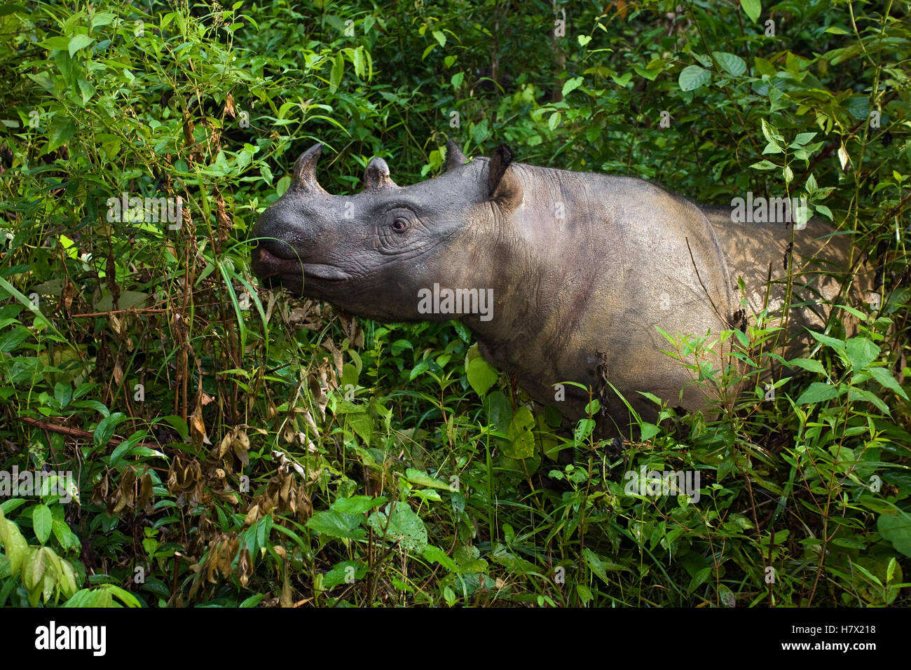 Sumatran Rhinoceros (Dicerorhinus sumatrensis), Way Kambas National ...