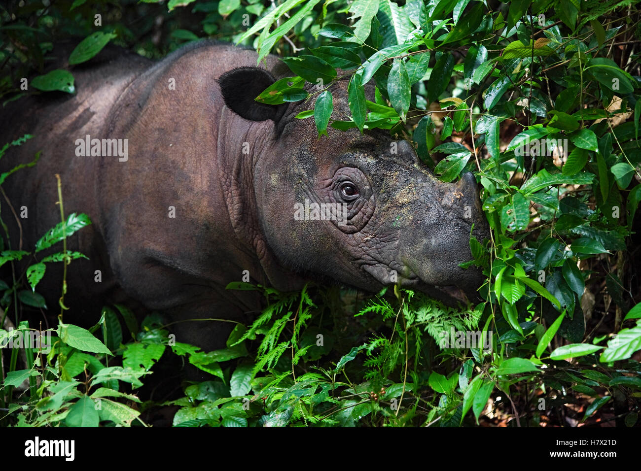 Sumatran Rhinoceros (Dicerorhinus sumatrensis), Way Kambas National ...