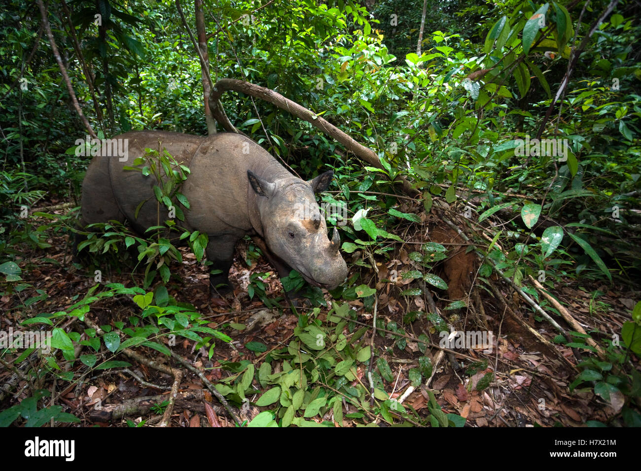 Sumatran Rhinoceros (Dicerorhinus sumatrensis) female, Way Kambas ...