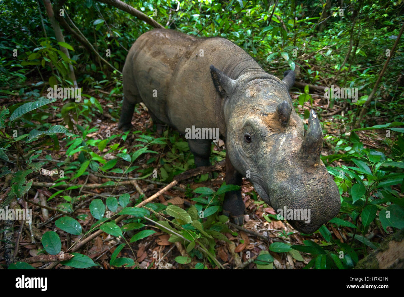 Sumatran Rhinoceros (Dicerorhinus sumatrensis) female, Way Kambas ...