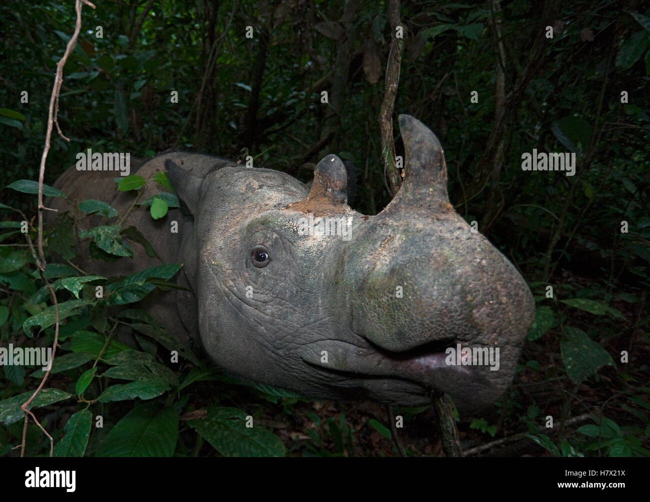 Sumatran Rhinoceros (Dicerorhinus sumatrensis) female, Way Kambas ...