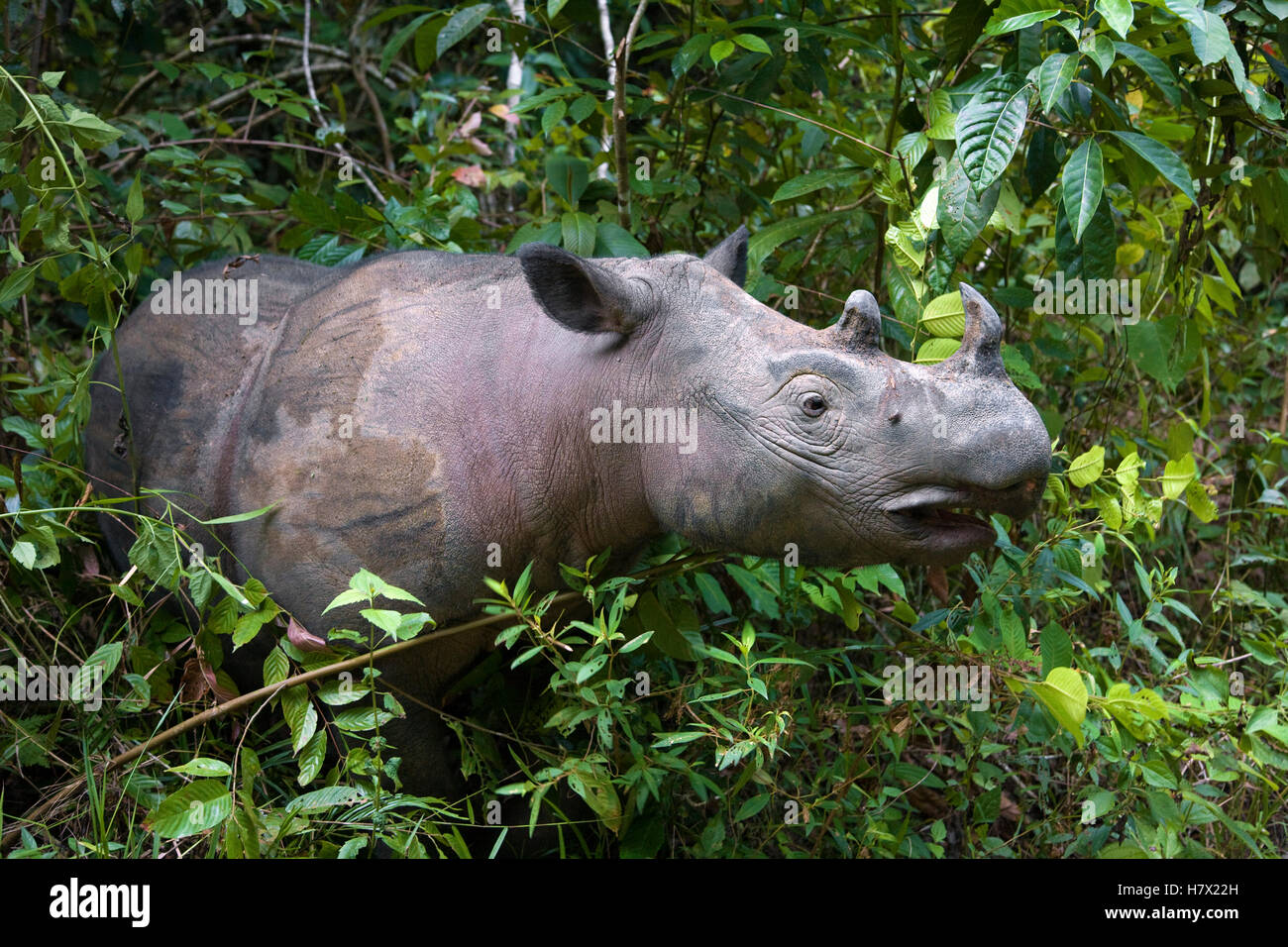 Sumatran Rhinoceros (Dicerorhinus sumatrensis) female, Way Kambas ...
