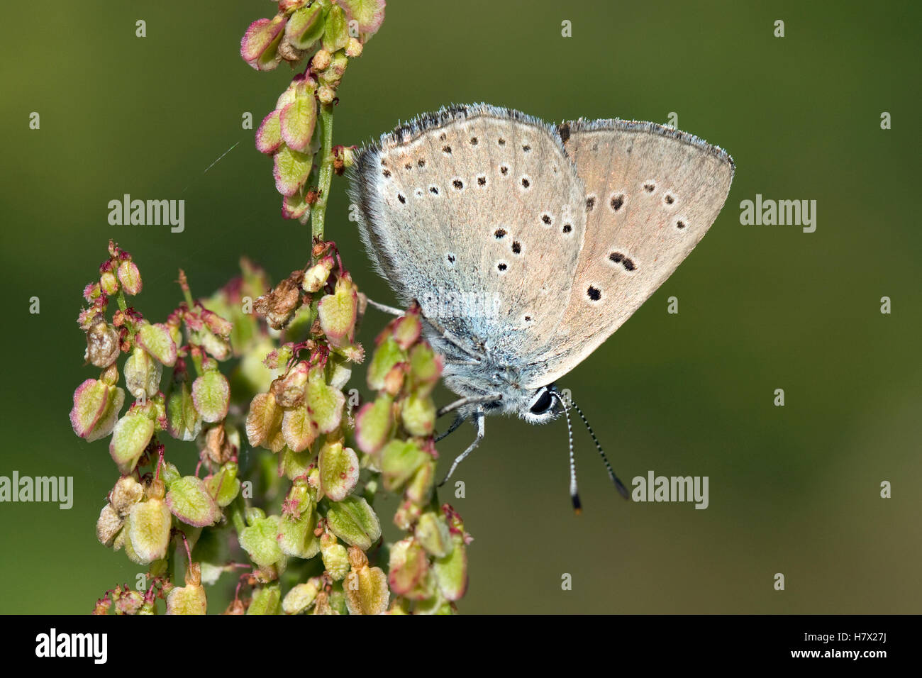 Purple-edged Copper (Lycaena hippothoe) butterfly on Monk's Rhubarb ...