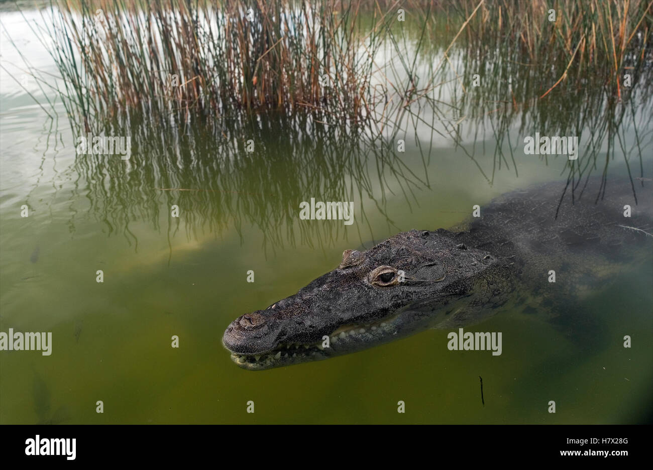 Morelet's Crocodile (Crocodylus moreletii), Yucatan, Mexico Stock Photo ...