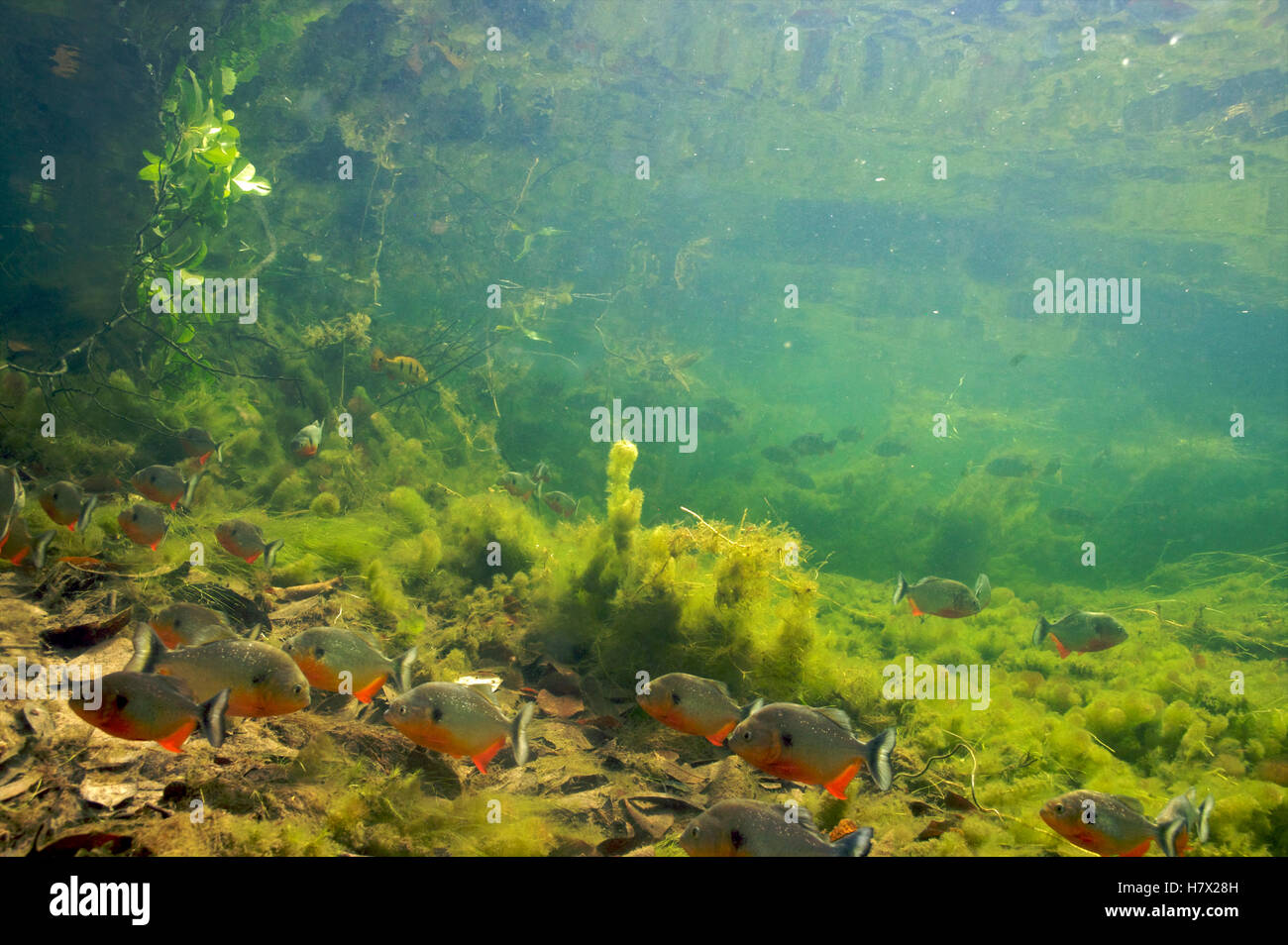 Blackspot Piranha (Pygocentrus cariba) group, Venezuela Stock Photo - Alamy