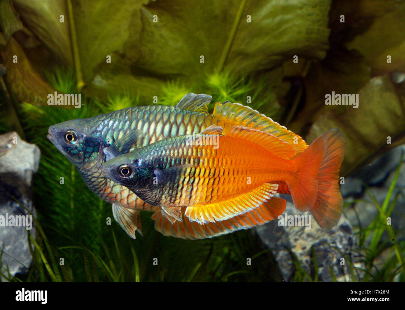 Boeseman's Rainbowfish (Melanotaenia boesemani), Irian Jaya, Indonesia ...