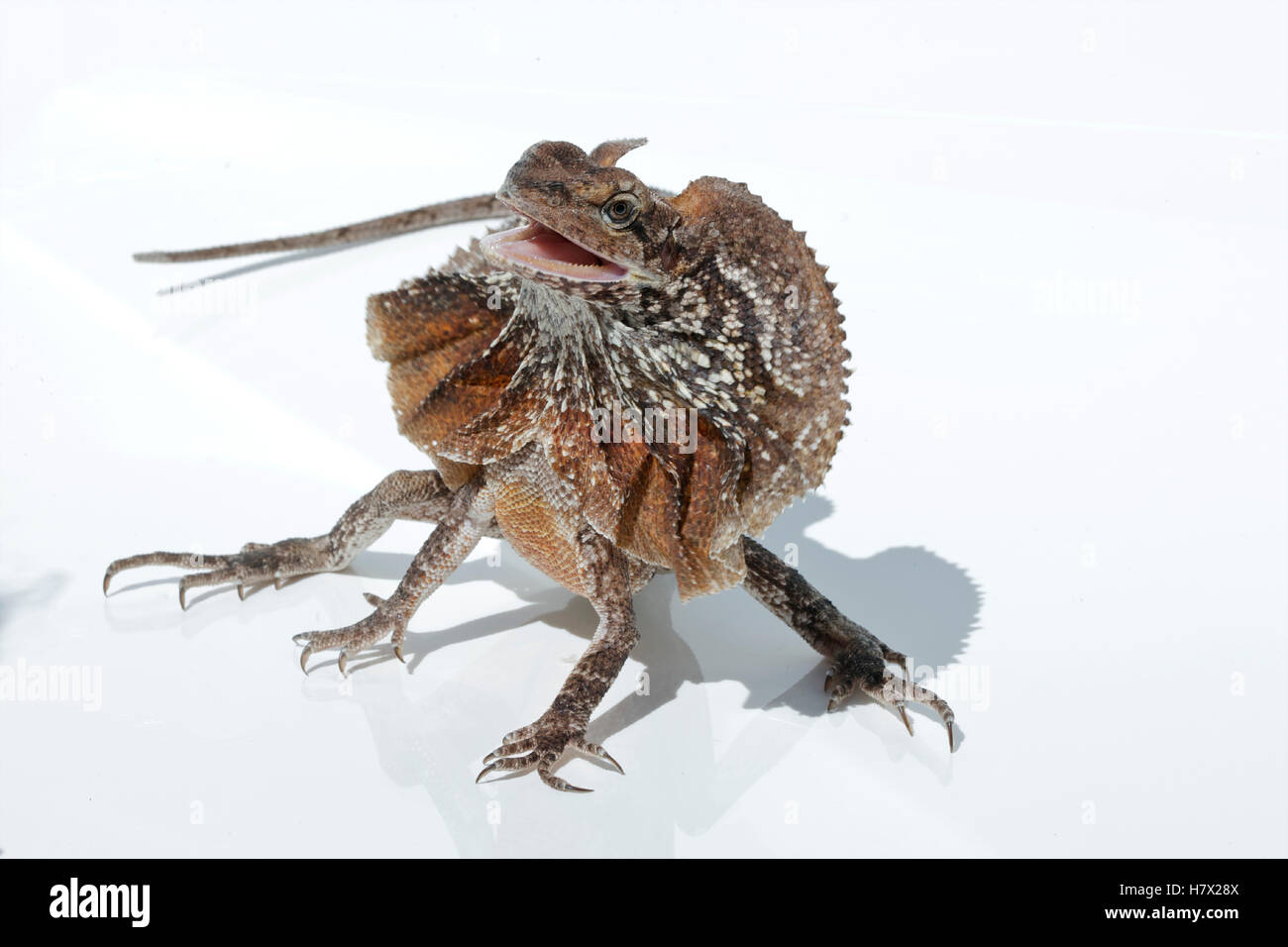 Frilled Lizard (Chlamydosaurus kingii) in defensive posture, Arizona ...