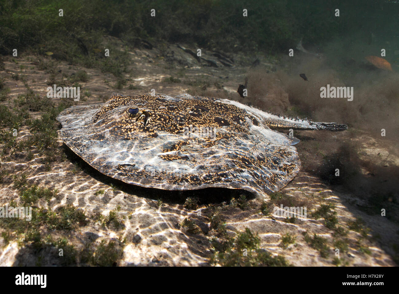 River Stingray (Potamotrygon sp), Mato Grosso, Brazil Stock Photo - Alamy