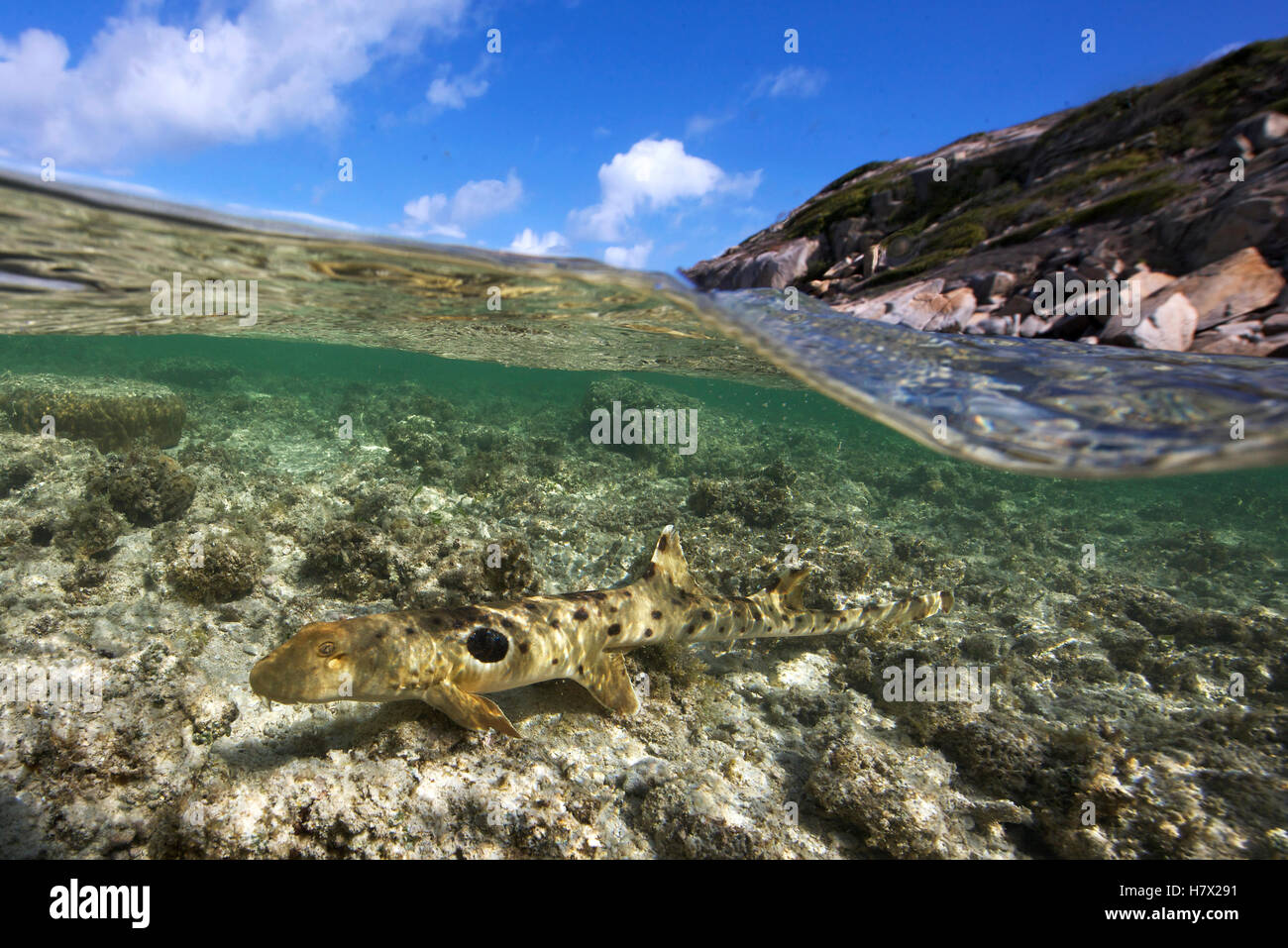 Epaulette Shark (Hemiscyllium ocellatum) in shallow water, Lizard ...