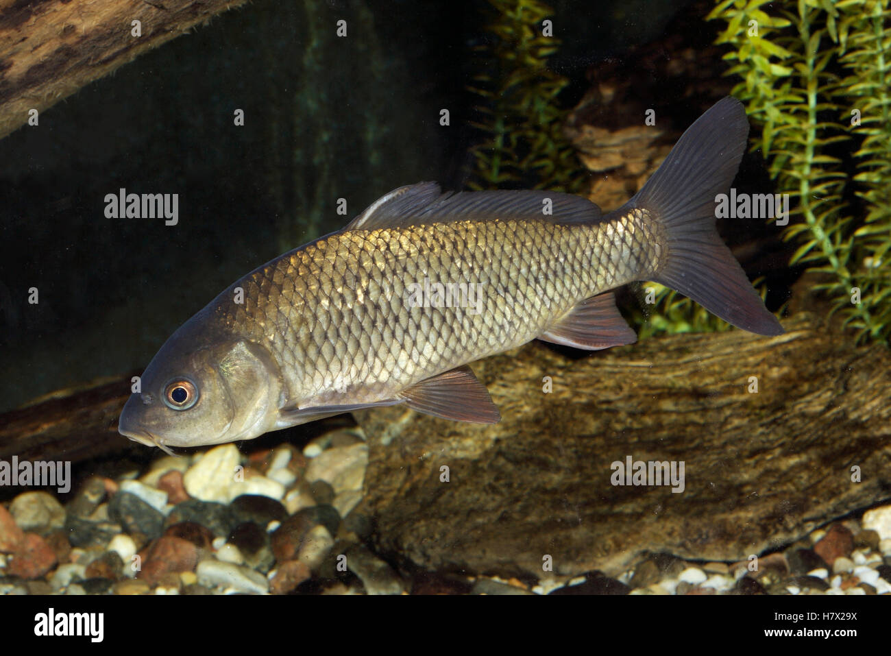 European Carp (Cyprinus carpio) juvenile, Saint Lawrence River, Canada ...