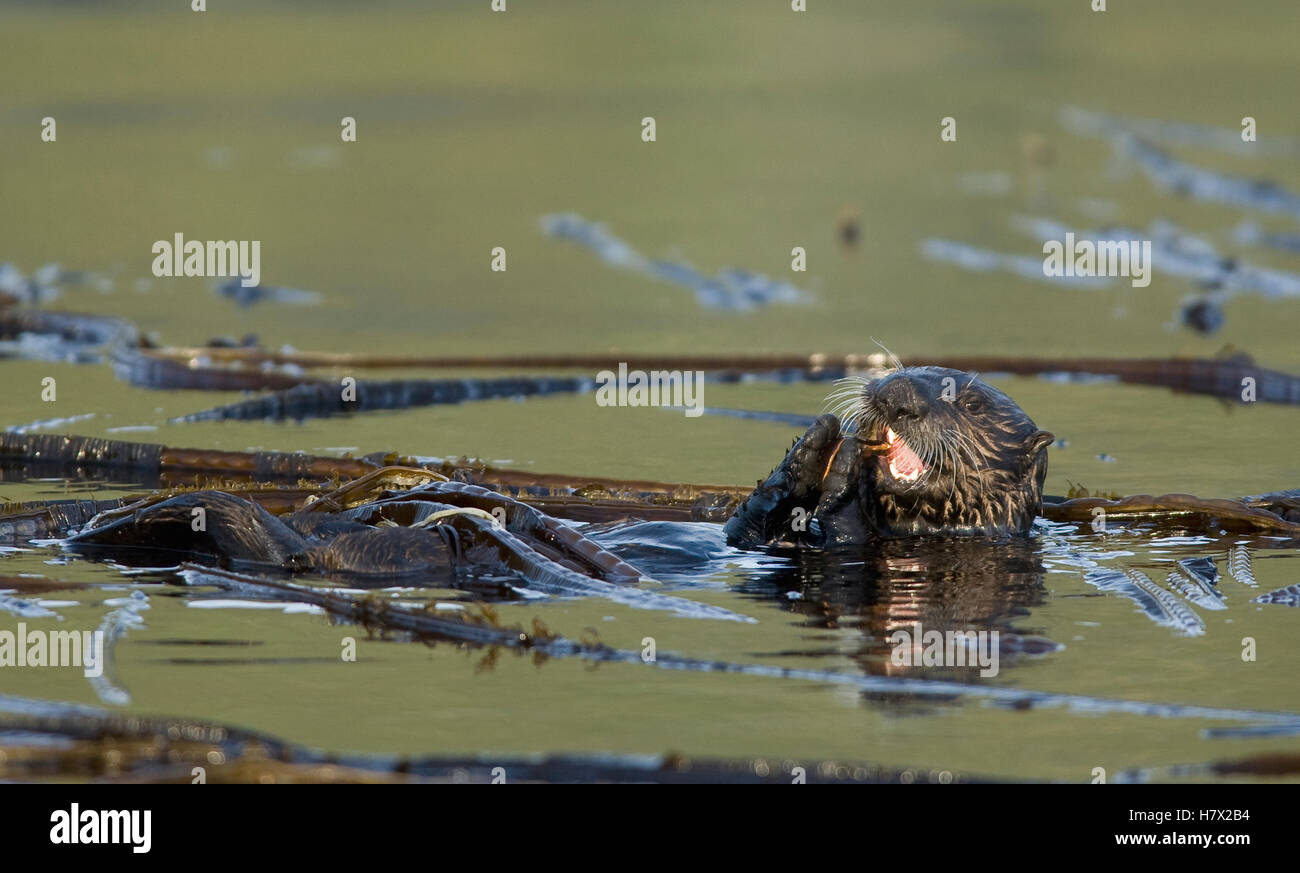 Sea Otter (Enhydra lutris) feeding on crab amid kelp, Kodiak, Alaska ...