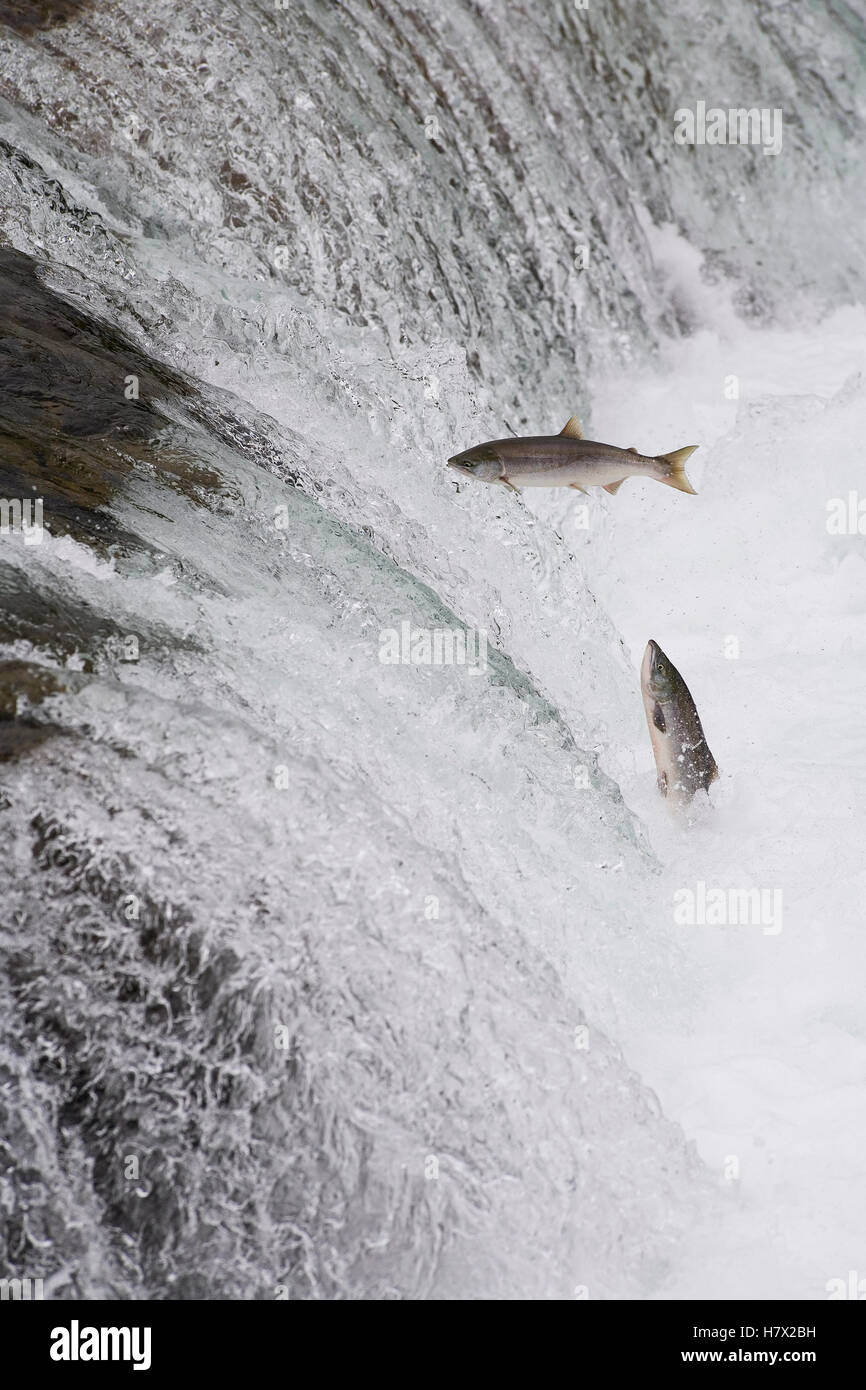 Sockeye Salmon (Oncorhynchus nerka) pair attempting to jump Brooks ...