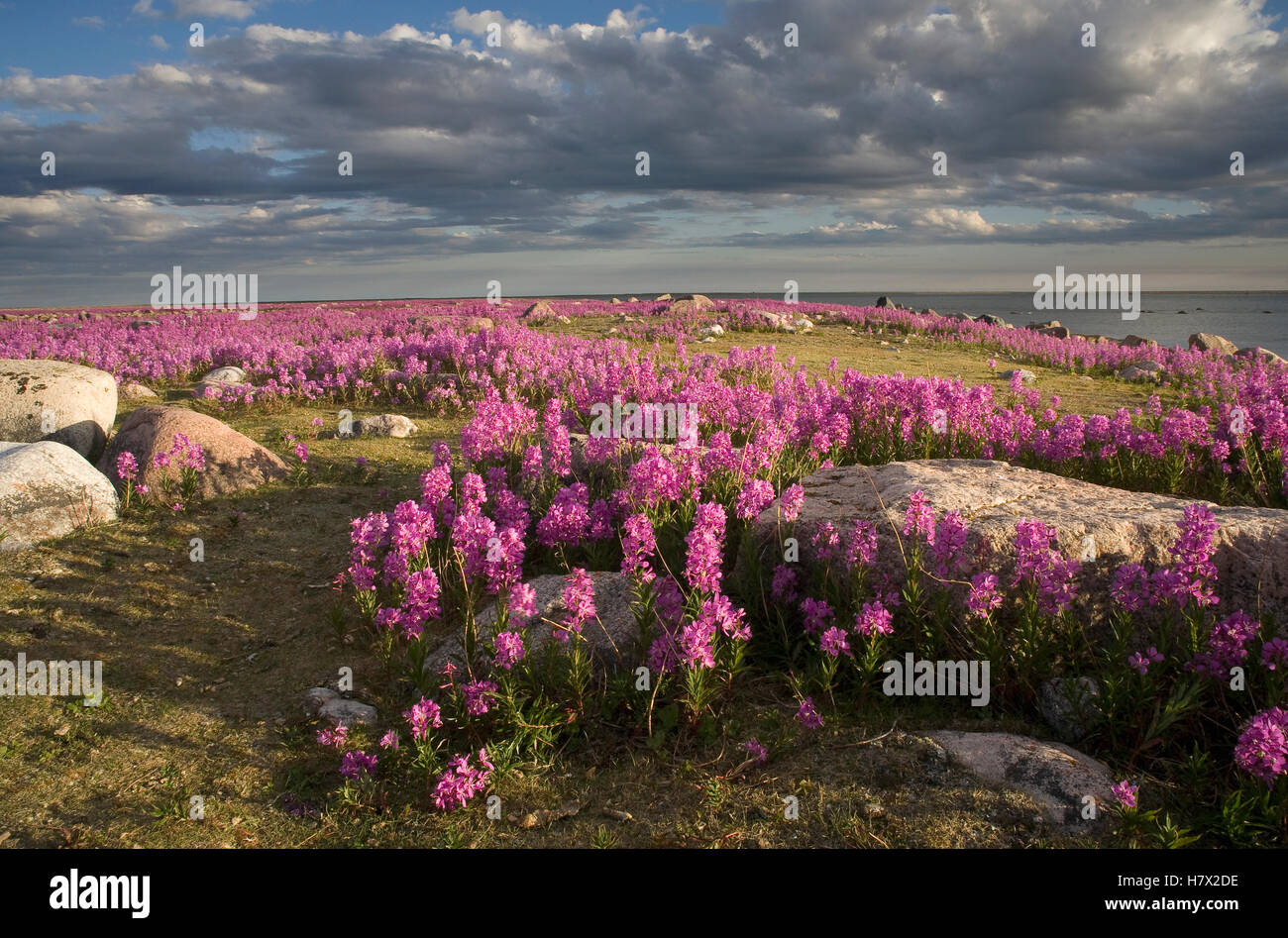 Fireweed (Chamerion angustifolium) covered island, Hudson Bay, Canada ...