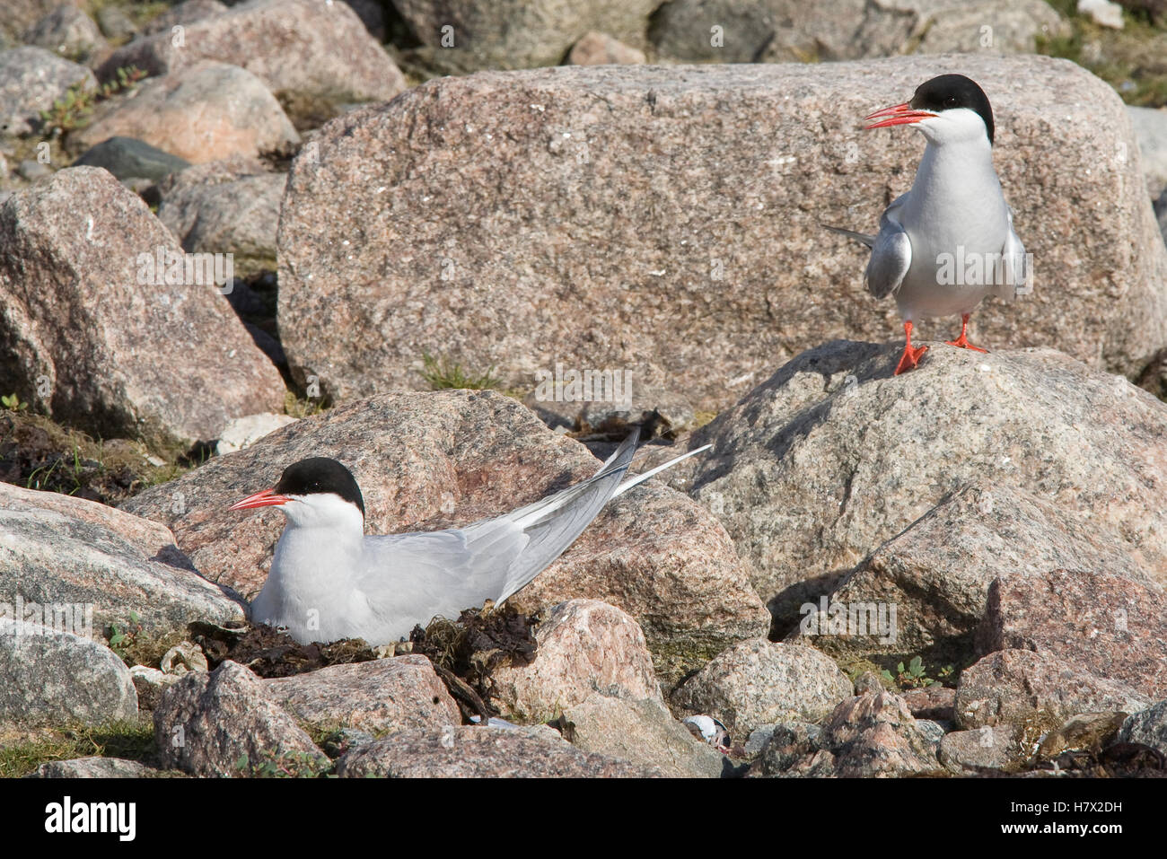 Arctic Tern (Sterna paradisaea) pair at nest site, Hudson Bay, Canada ...