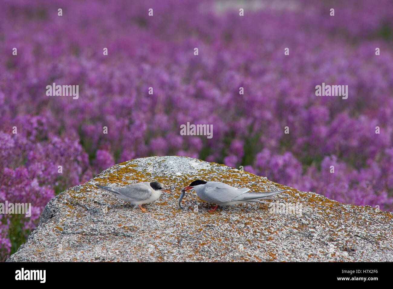 Arctic Tern (Sterna paradisaea) parent feeding fish to chick, Hudson ...