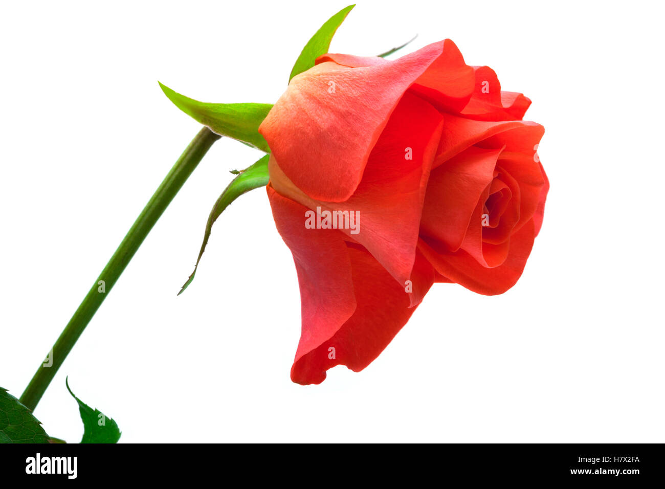single red rose on a white background Stock Photo - Alamy