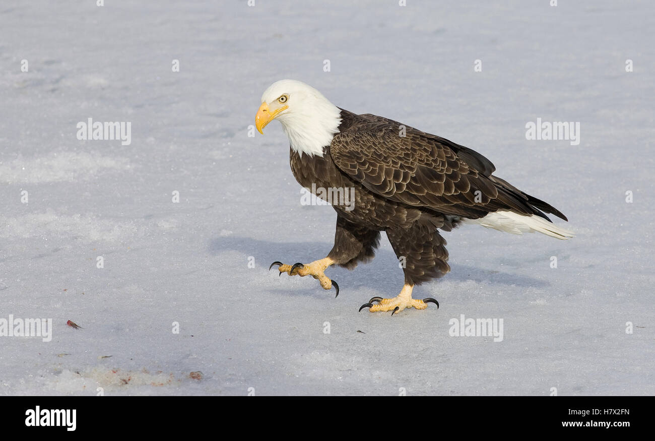 Bald Eagle (Haliaeetus leucocephalus) walking on frozen lake, Kenora ...