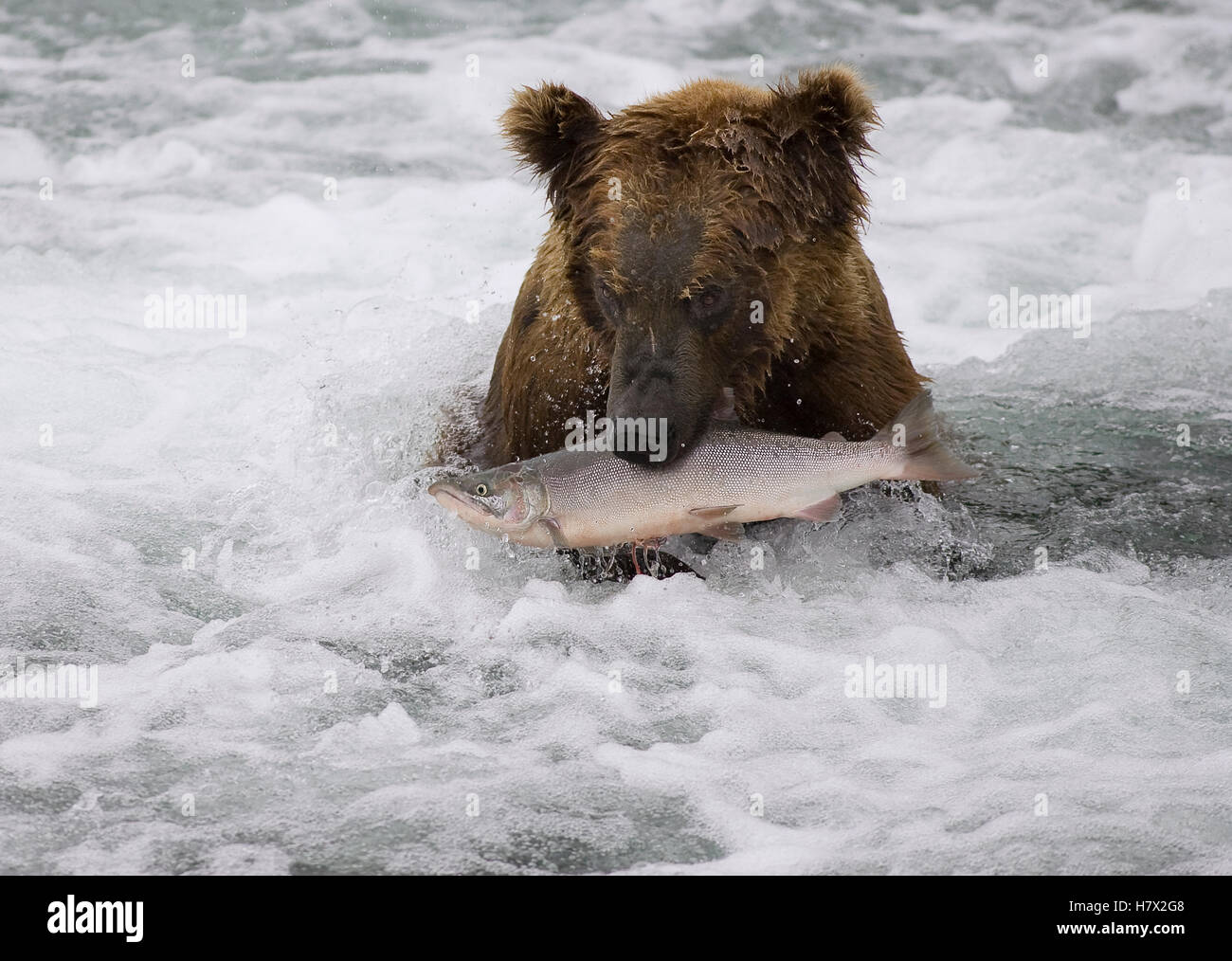 Grizzly Bear (Ursus arctos horribilis) with captured Sockeye Salmon ...